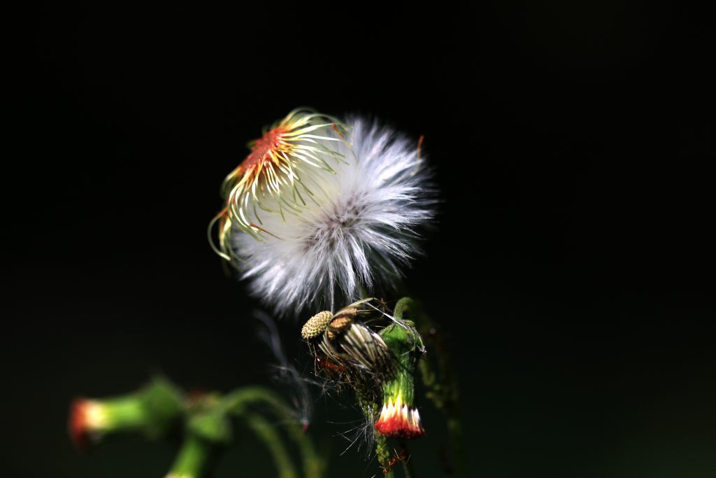 Wild flower - PixaHive