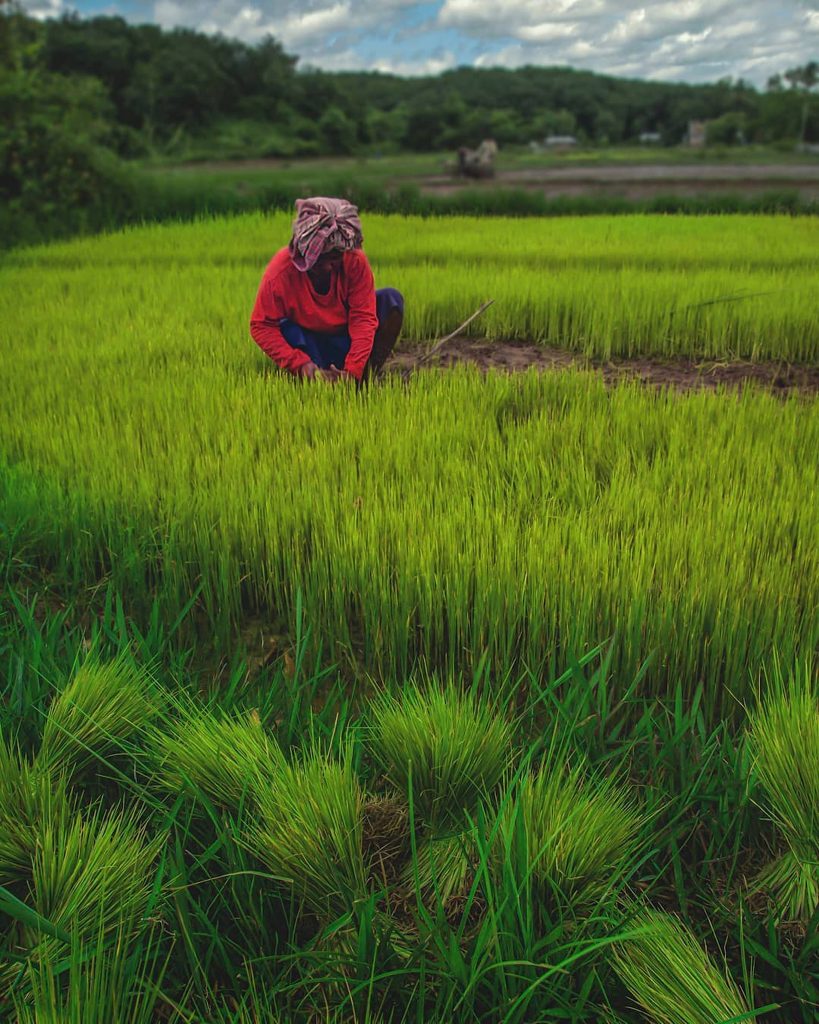 Woman working in fields - PixaHive