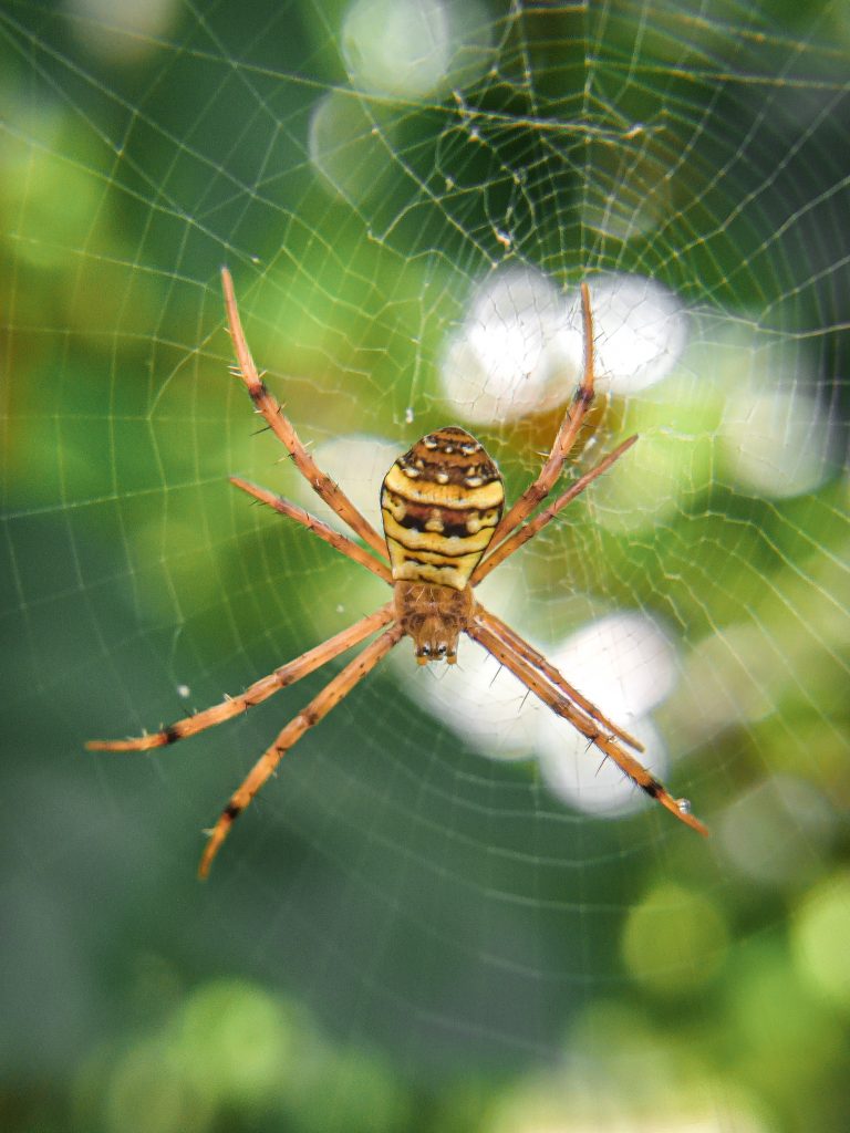 Working Spider - PixaHive