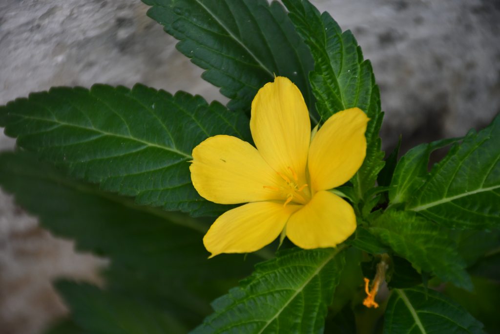 Yellow Buttercup Bush flower - PixaHive