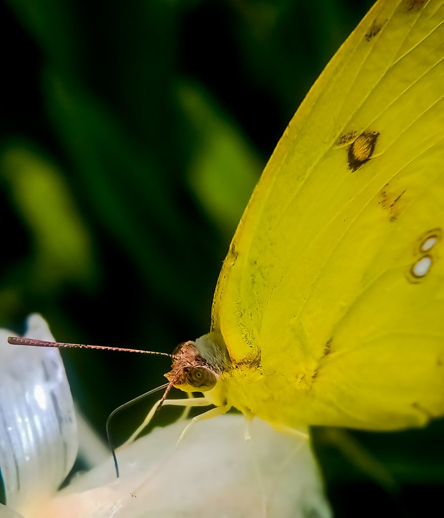 Yellow Butterfly - PixaHive