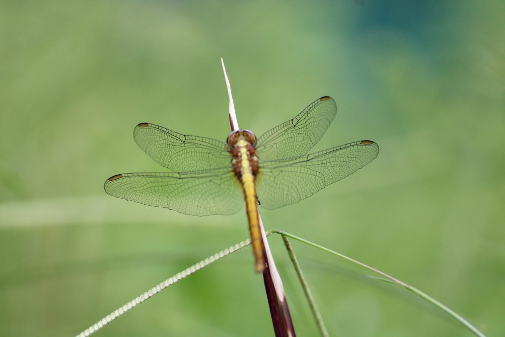 Yellow dragonfly - PixaHive
