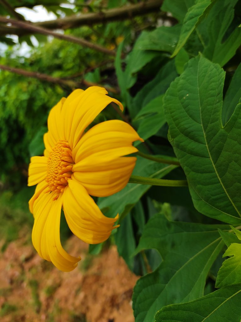 Yellow flower ,mysore, - PixaHive