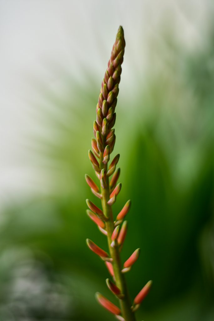 Young Plant - PixaHive