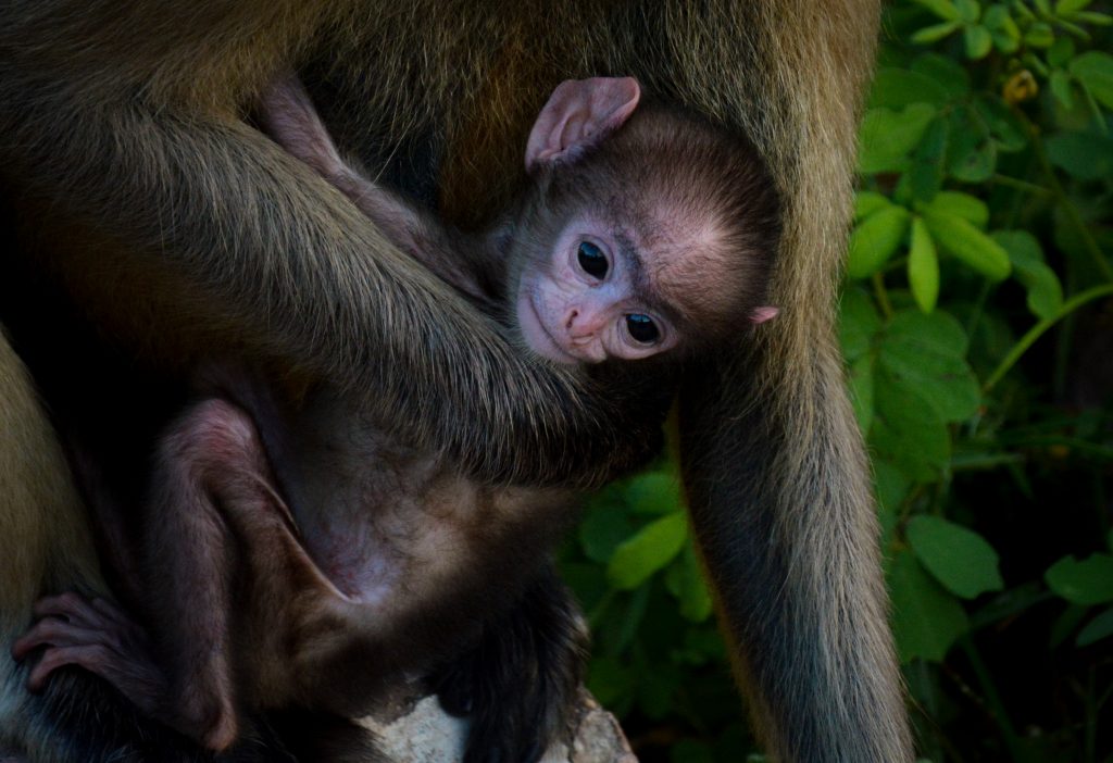 Monkey Offspring - PixaHive