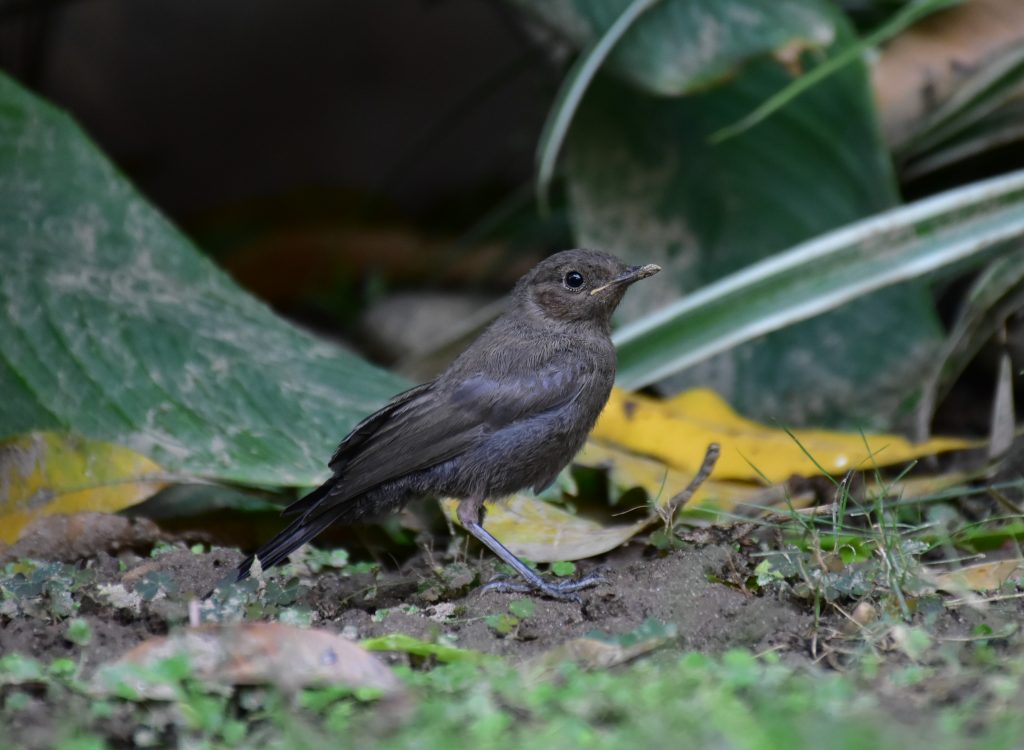 bird resting on ground - PixaHive