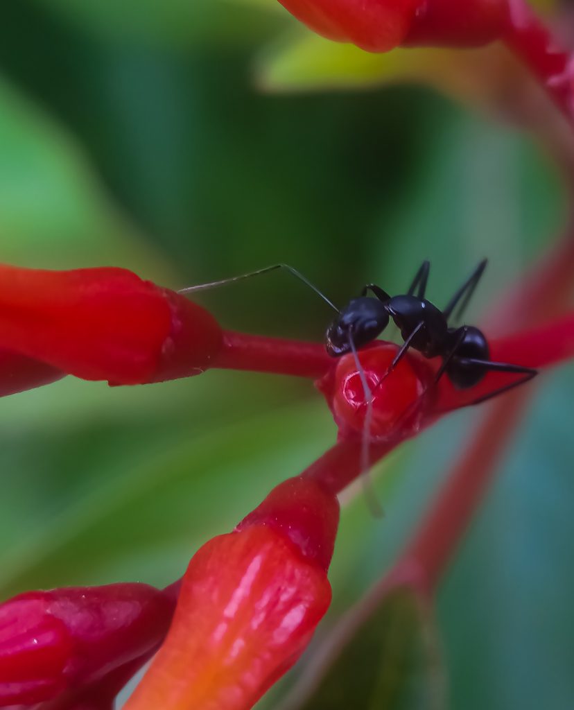 black ant - PixaHive