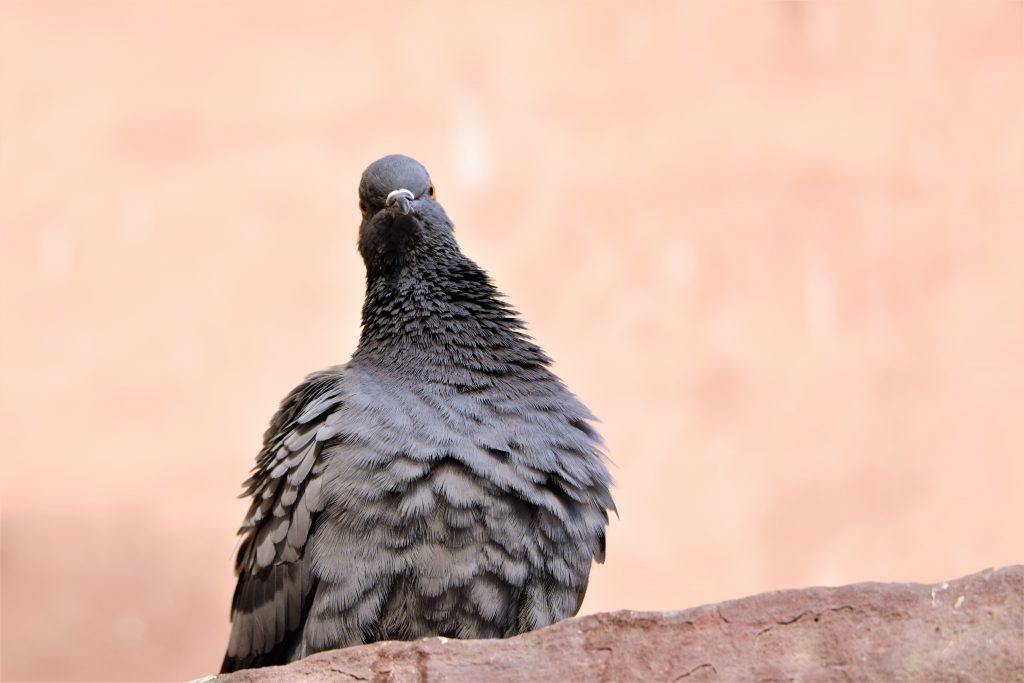 close up shot of a pigeon looking at camera - PixaHive