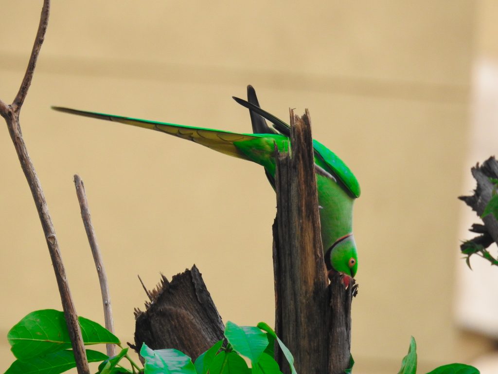 male parrot playing - PixaHive