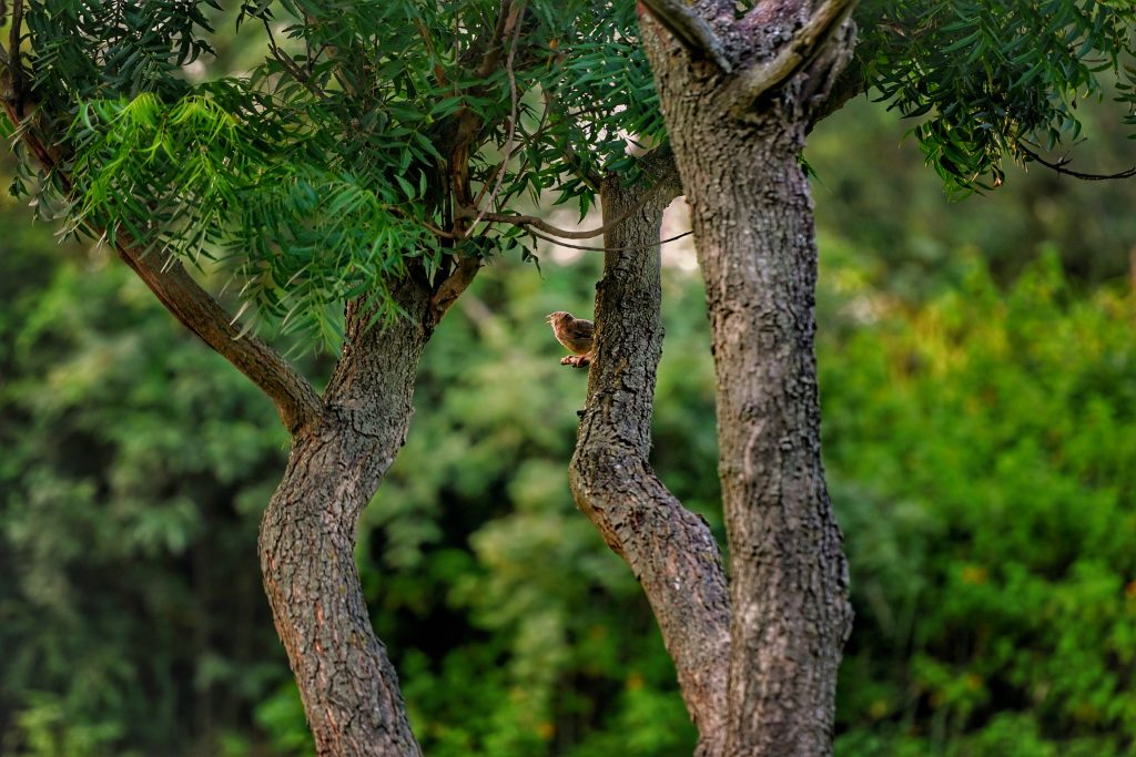 Stem of a tree - PixaHive