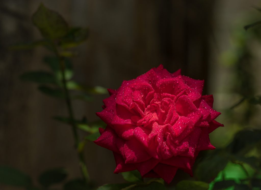 red velvet rose - PixaHive
