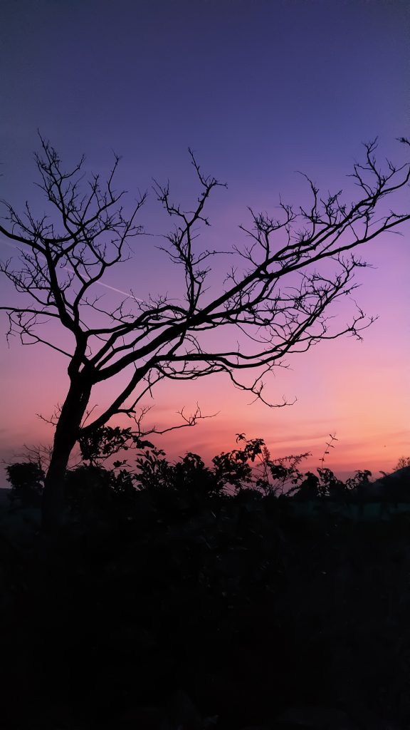 silhouette of a tree at sunset - PixaHive