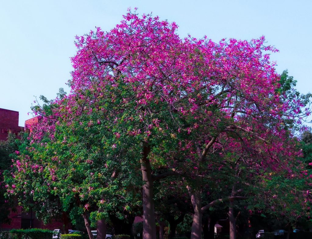 tree with flower - PixaHive