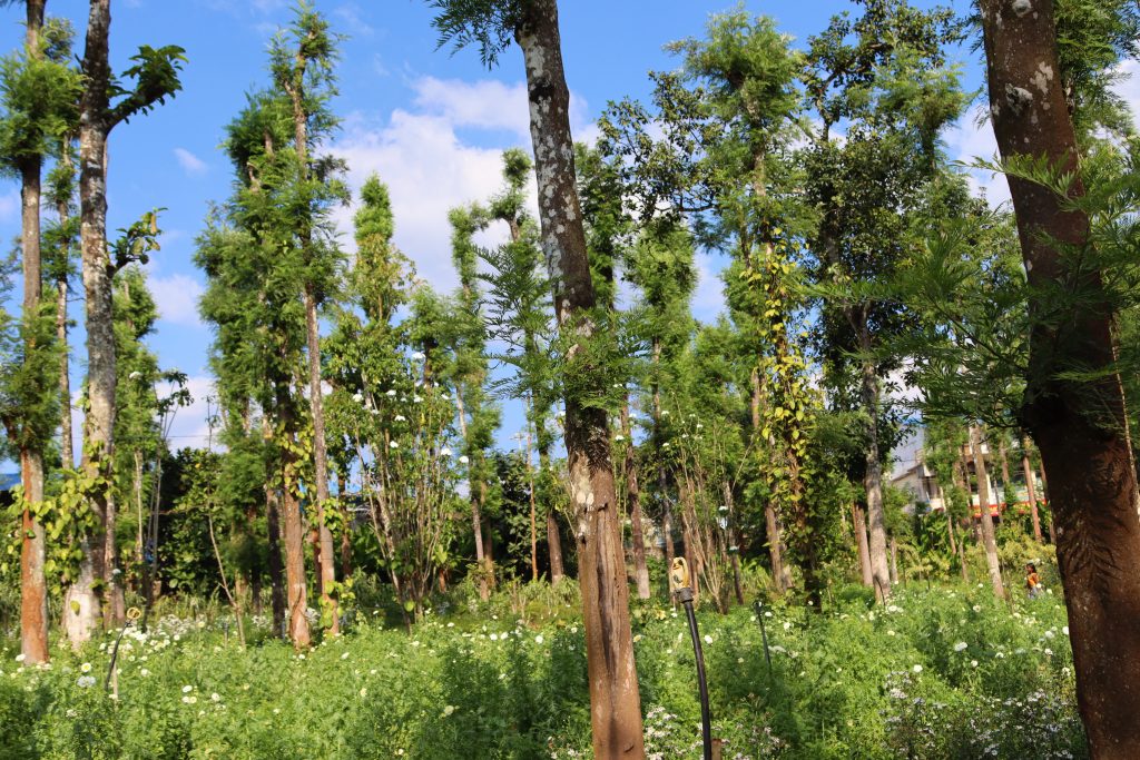 trees in a forest - PixaHive