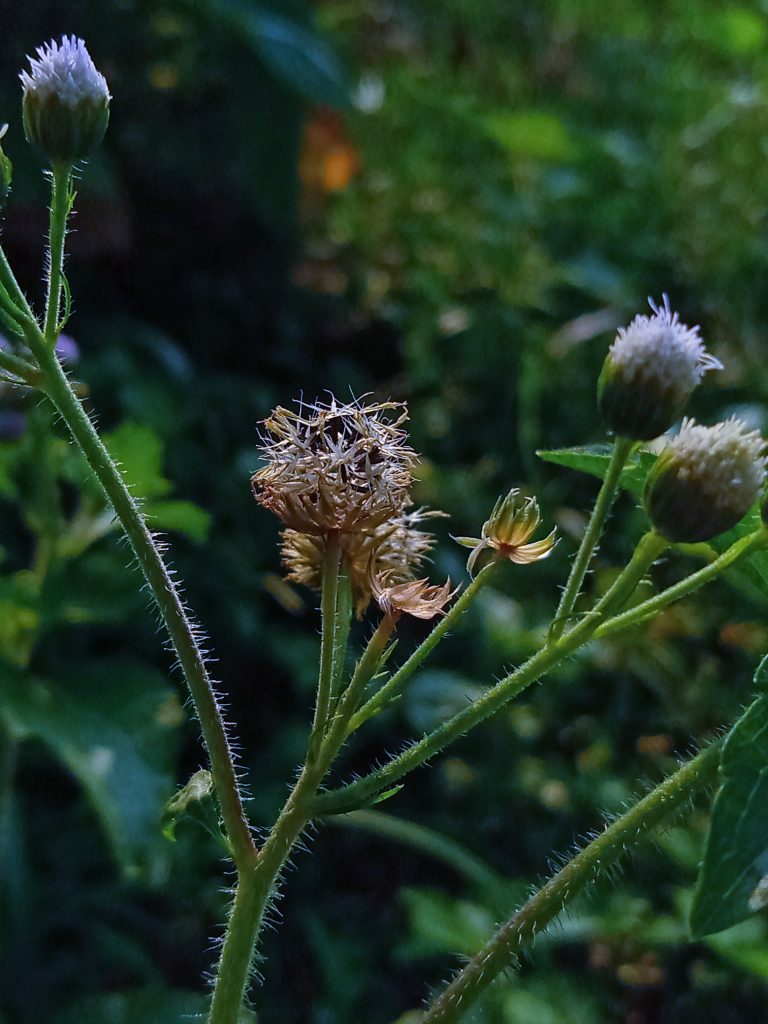 Flowering plant - PixaHive