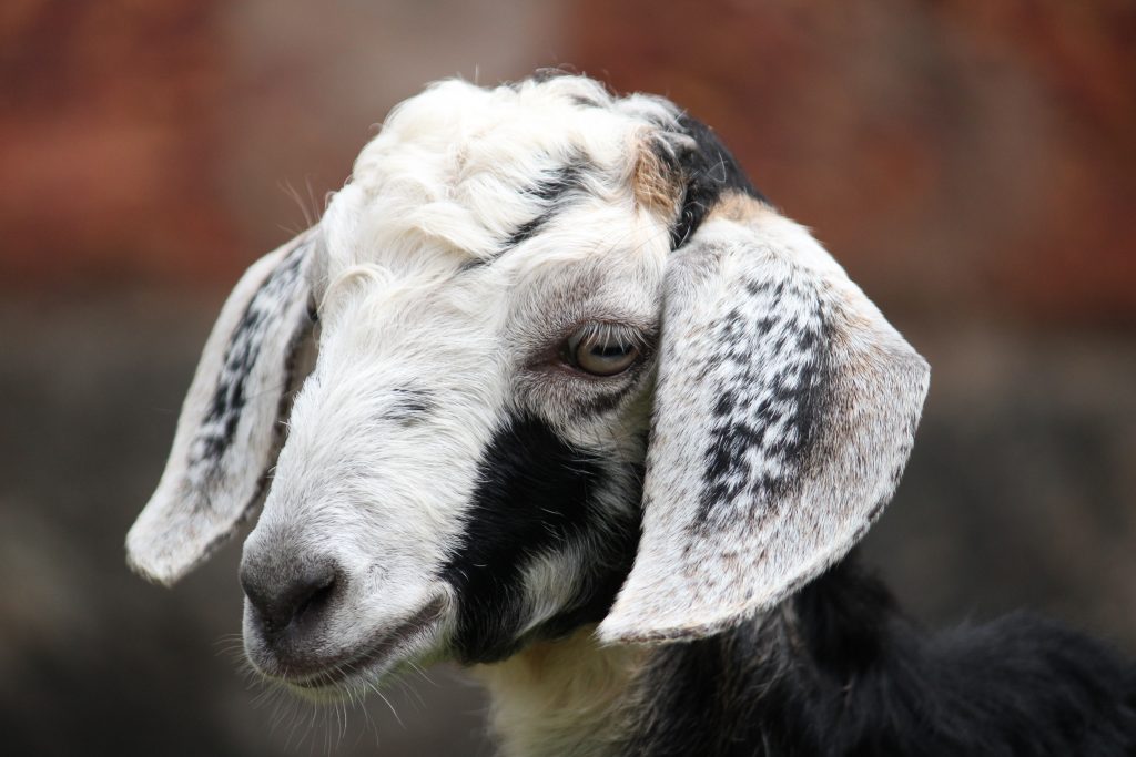A beautiful goat. - PixaHive