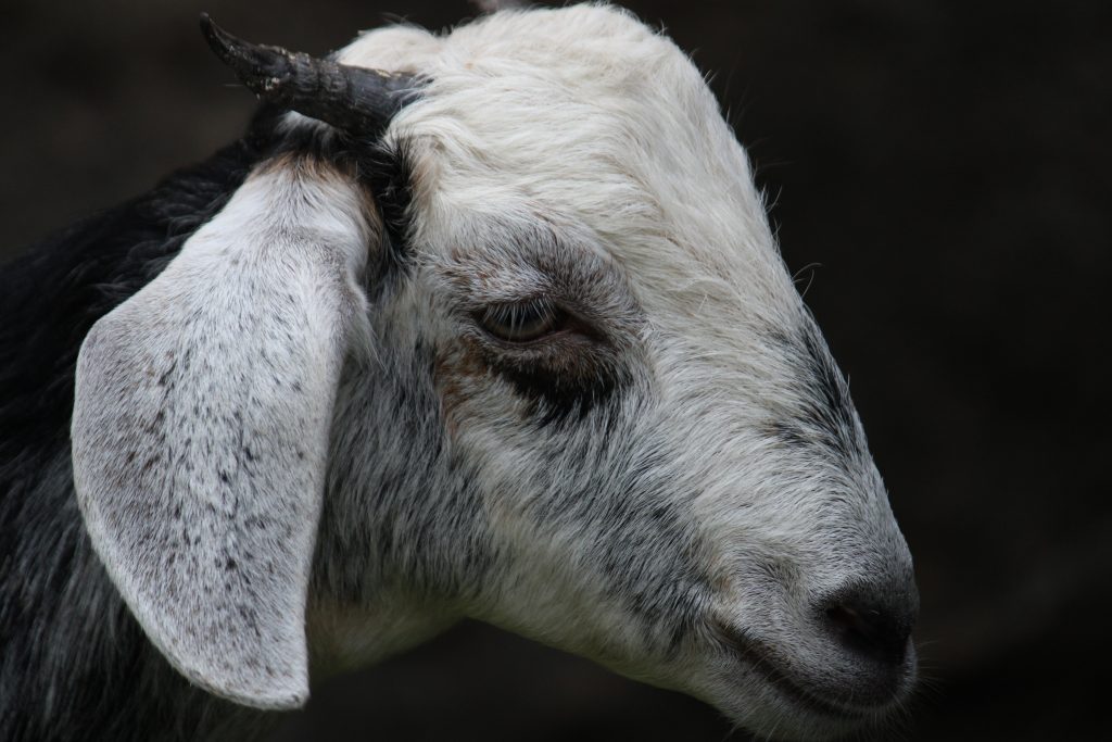 A beautiful goat. - PixaHive