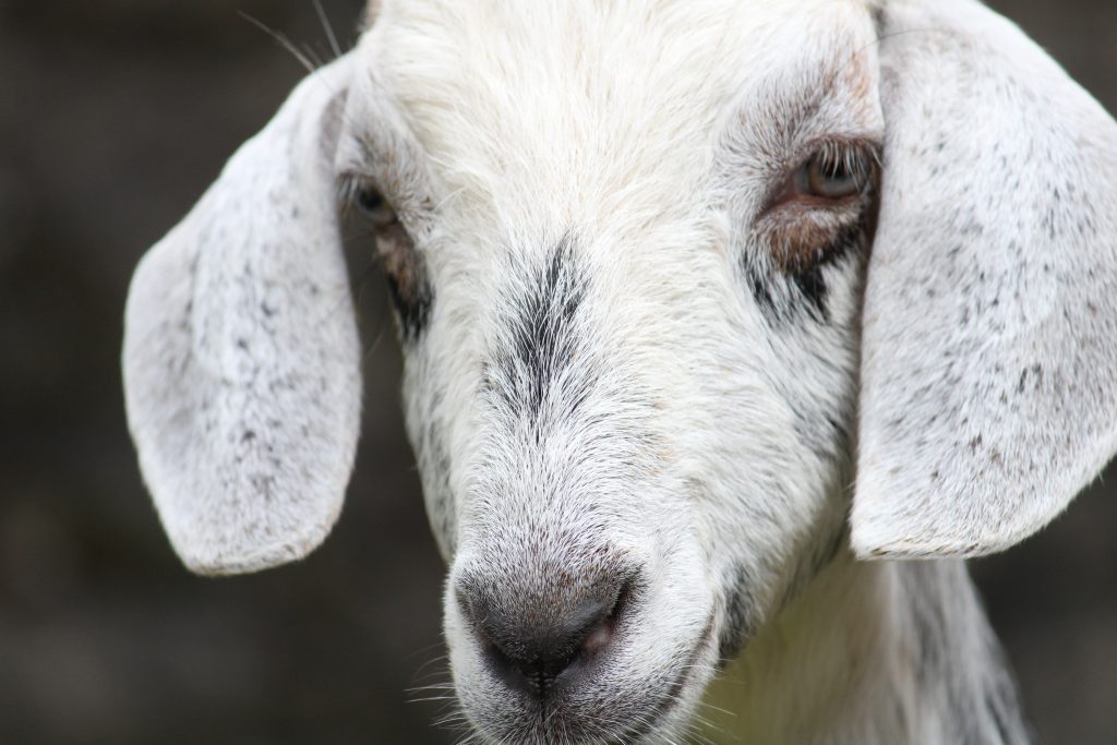 A beautiful goat. - PixaHive
