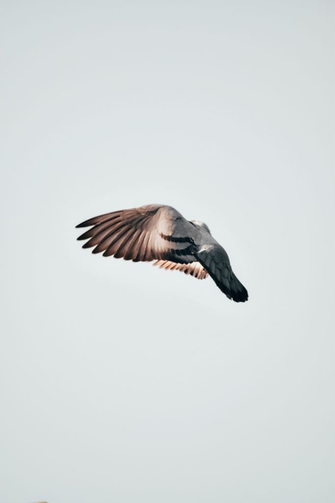 A bird captured during mid flight - PixaHive
