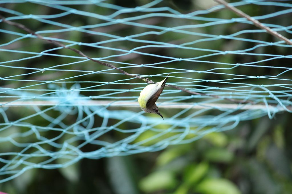 A bird sitting on a rope. - PixaHive