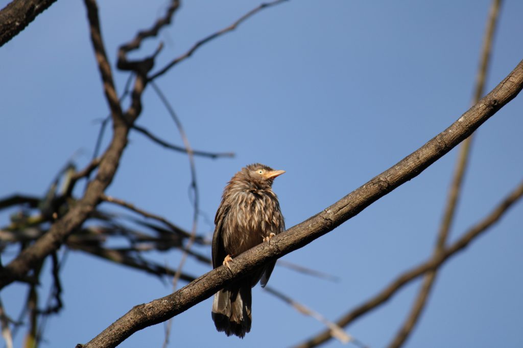 A bird sitting on a tree. - PixaHive