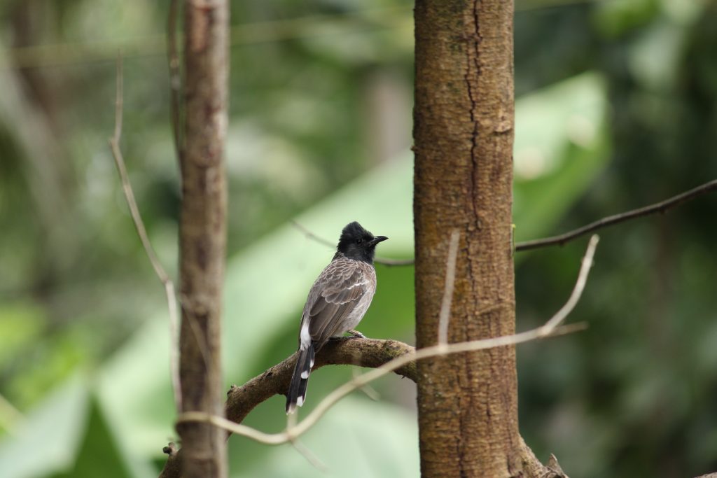 A bird sitting on a tree. - PixaHive
