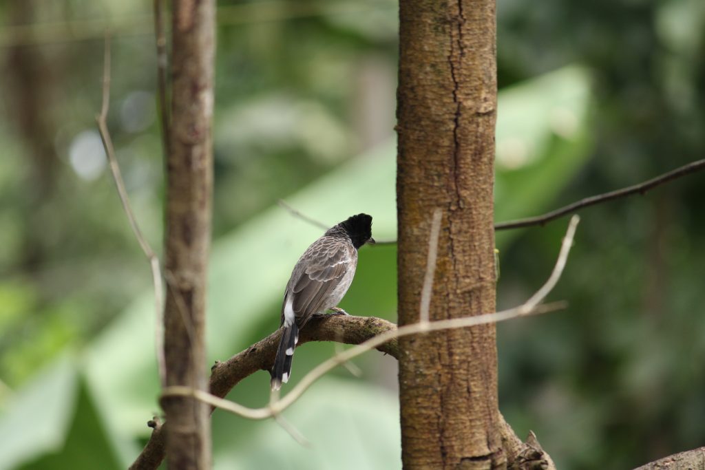 A bird sitting on a tree. - PixaHive