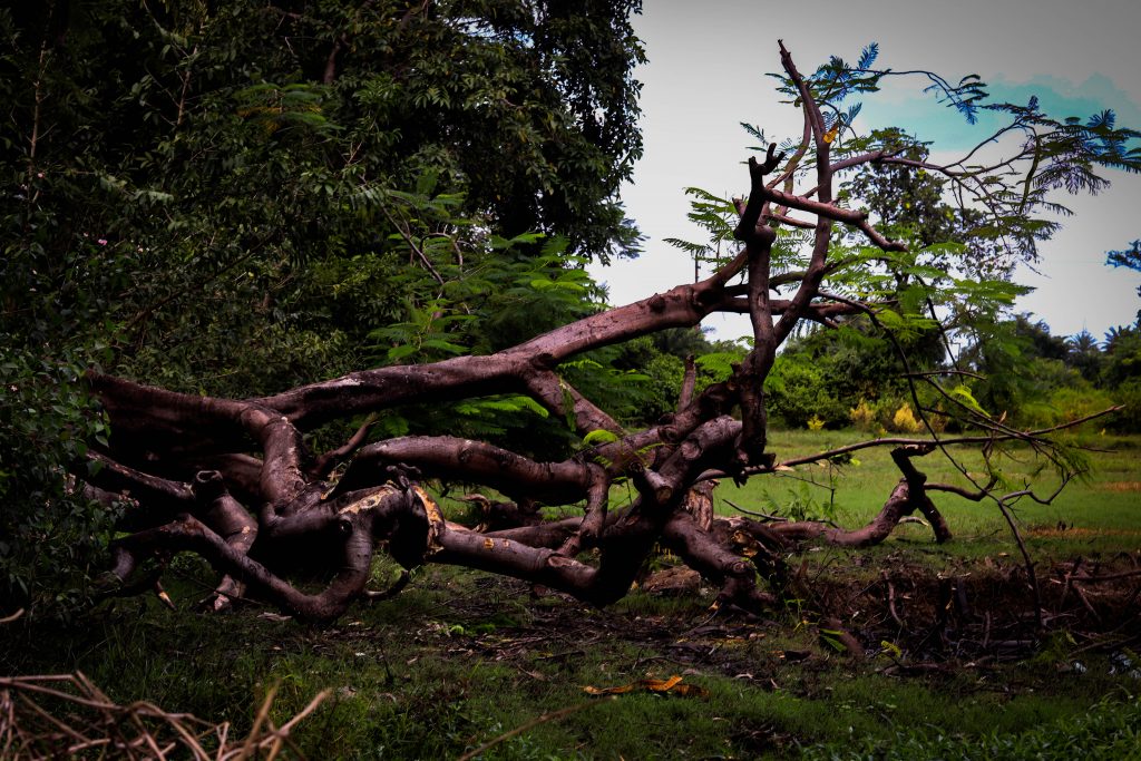 A broken tree - PixaHive