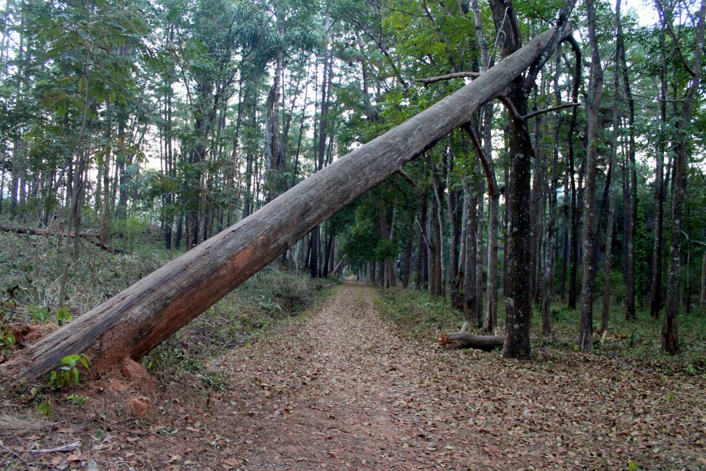 A broken tree in a jungle - PixaHive