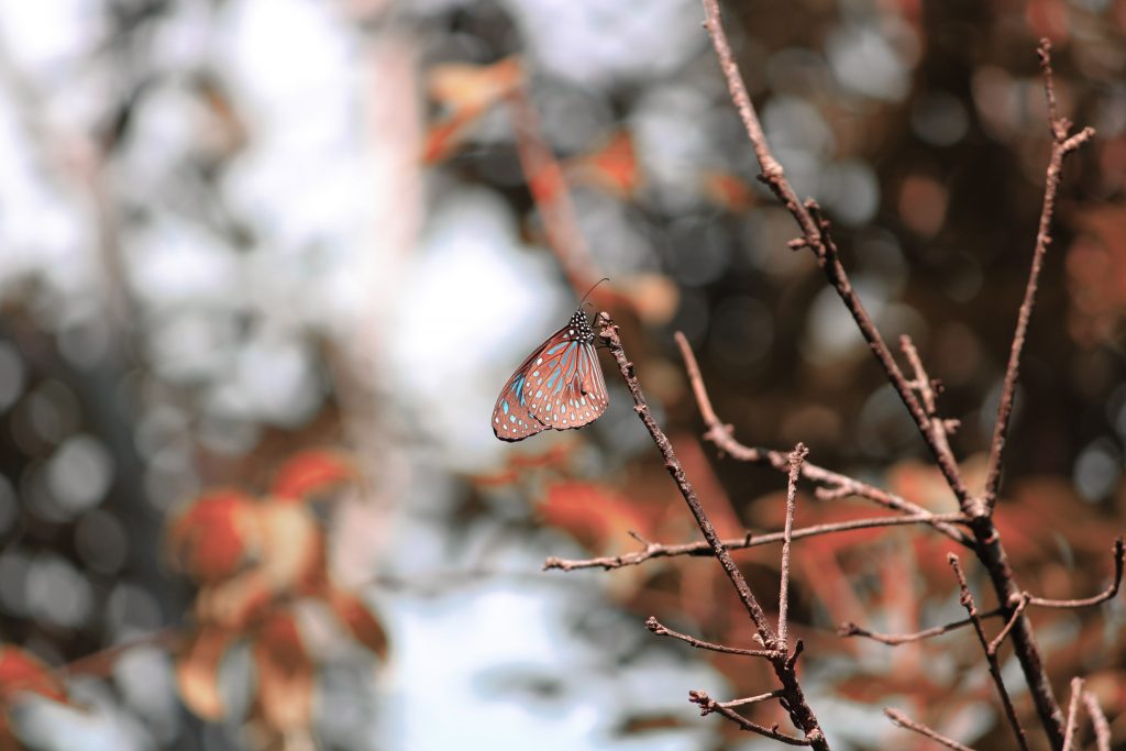 A butterfly on a tree branch - PixaHive
