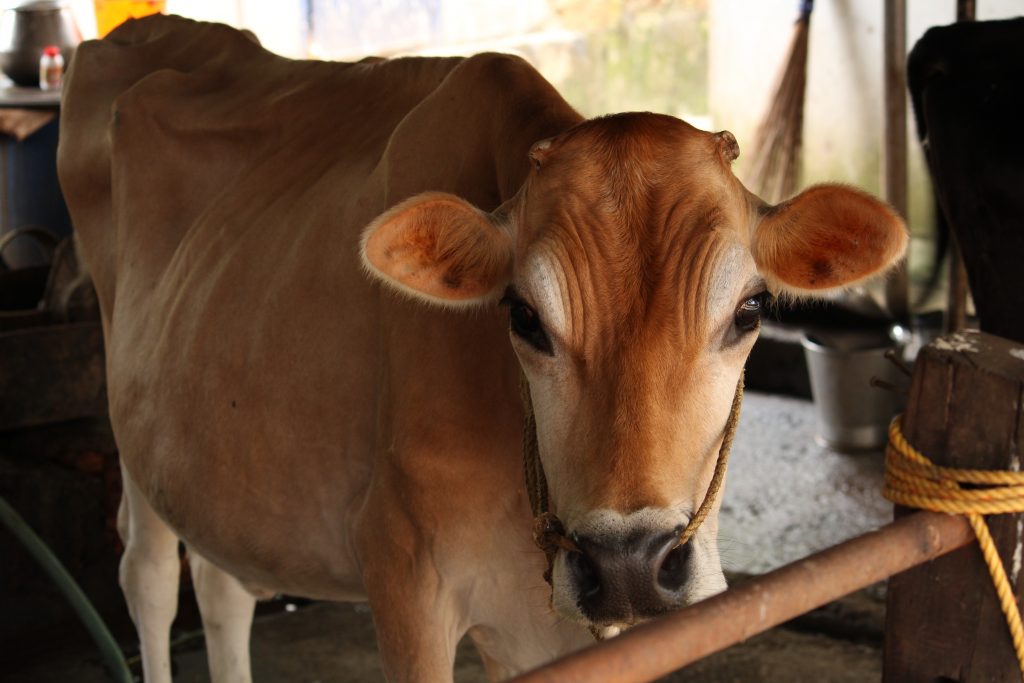 A cow in a farm. - PixaHive