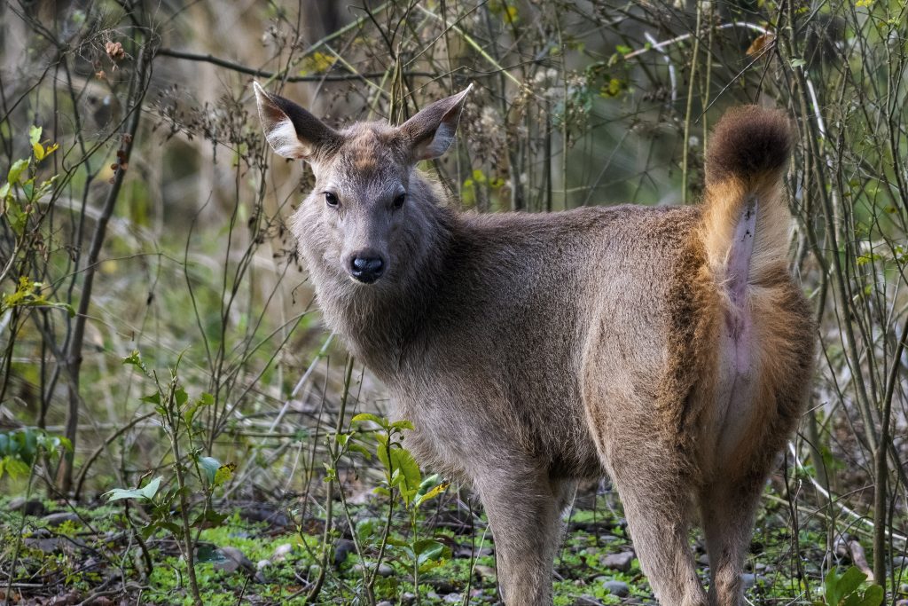 A fawn in forest - PixaHive