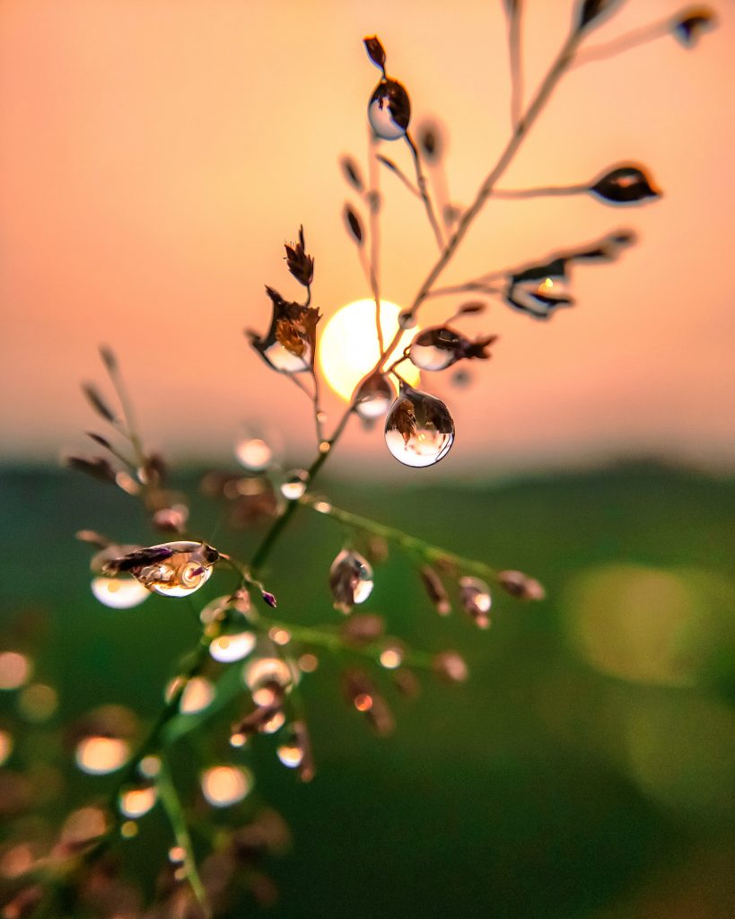 A little droplet in focus - PixaHive