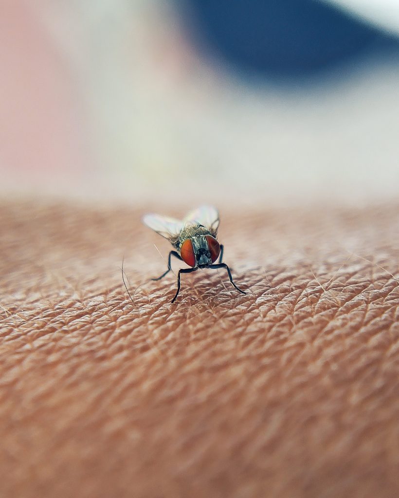 A little housefly sitting - PixaHive