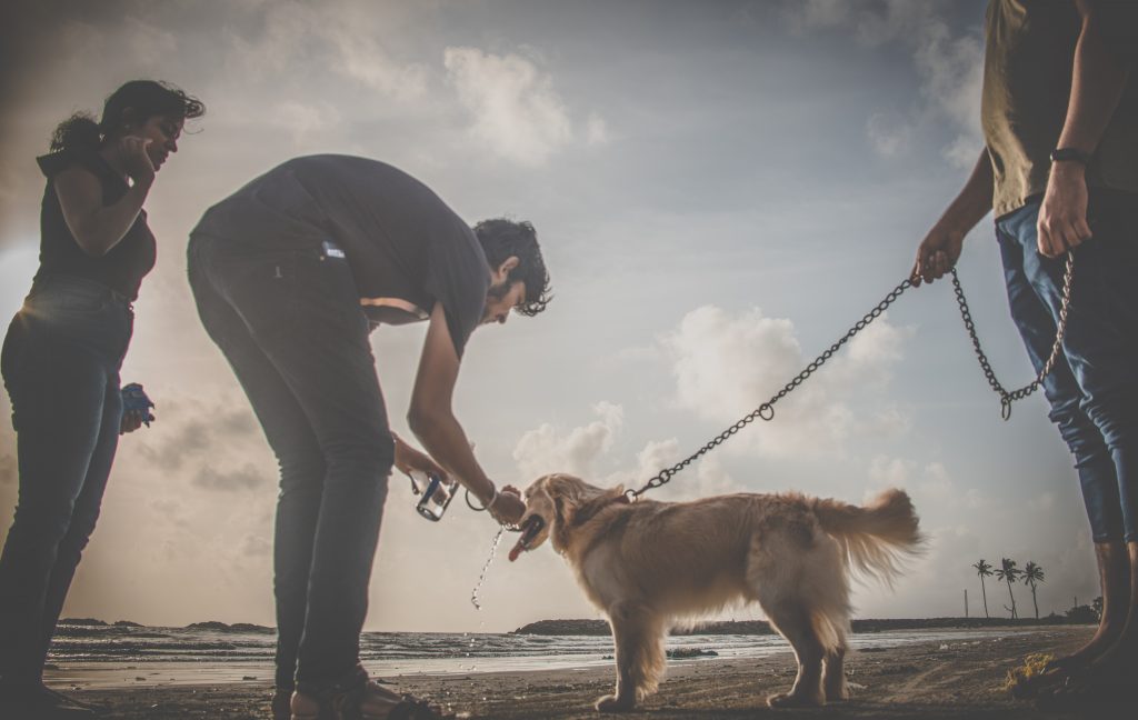 A pet dog and humans - PixaHive