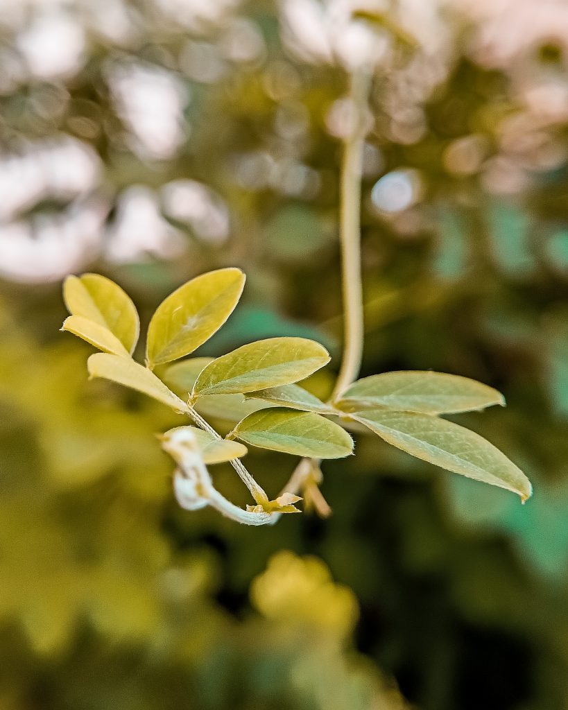 A plant leaves - PixaHive