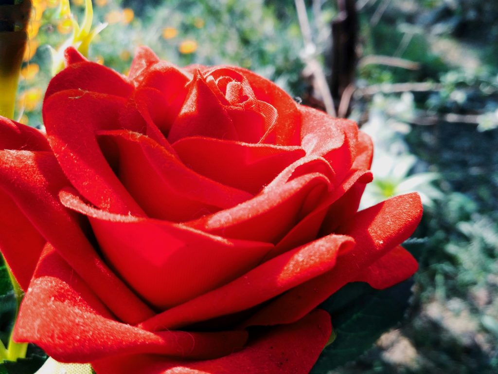 A red rose - PixaHive