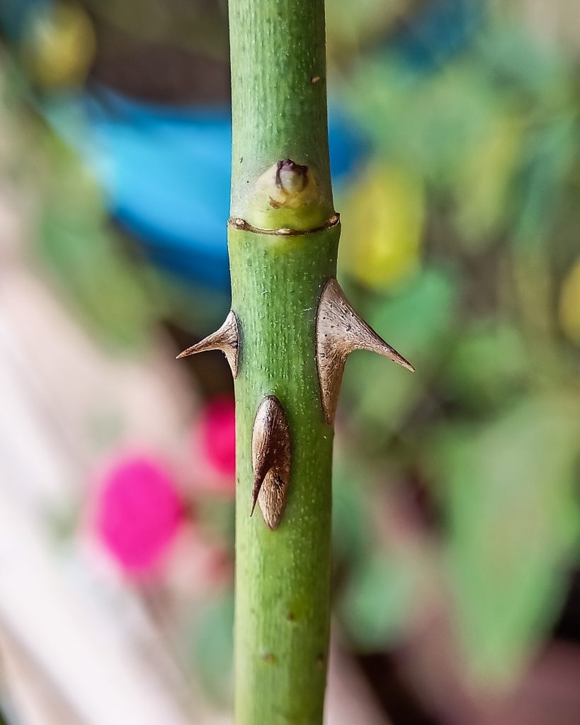 A rose plant stem - PixaHive