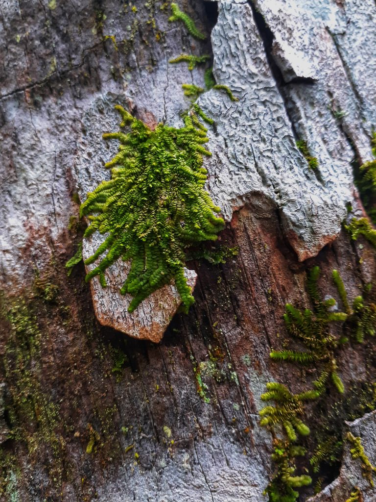 A tree bark - PixaHive