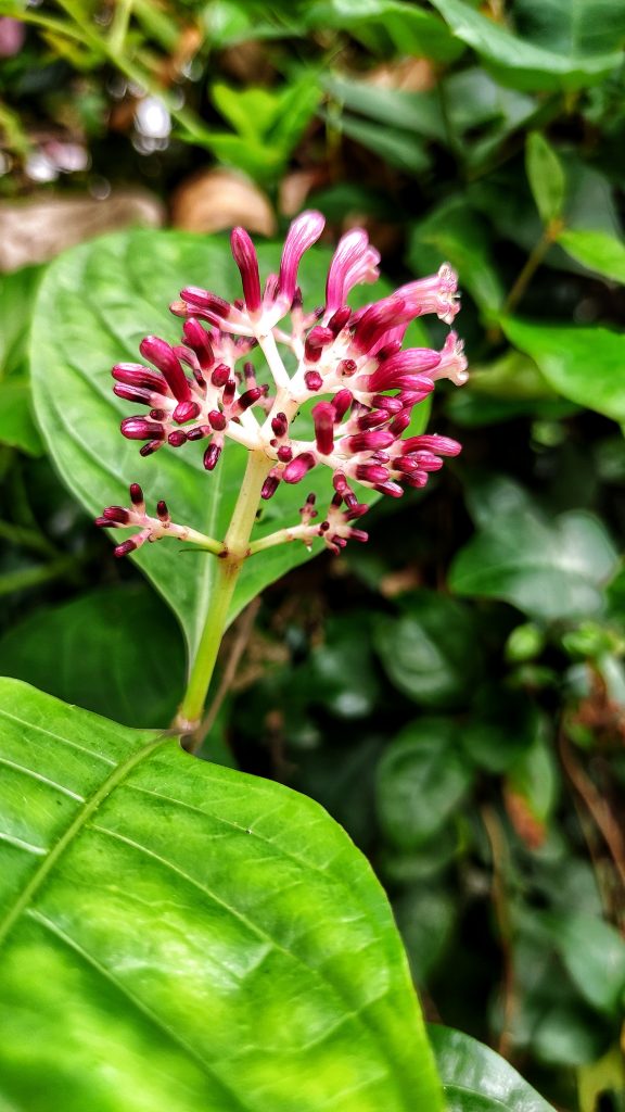 A typical flower - PixaHive