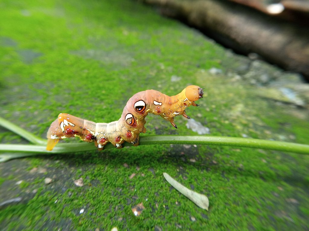 A worm on a plant stem - PixaHive
