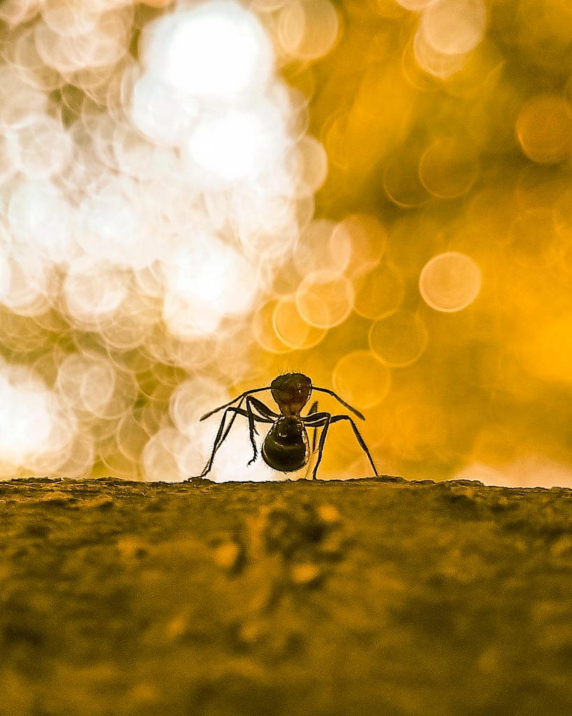 An ant - PixaHive