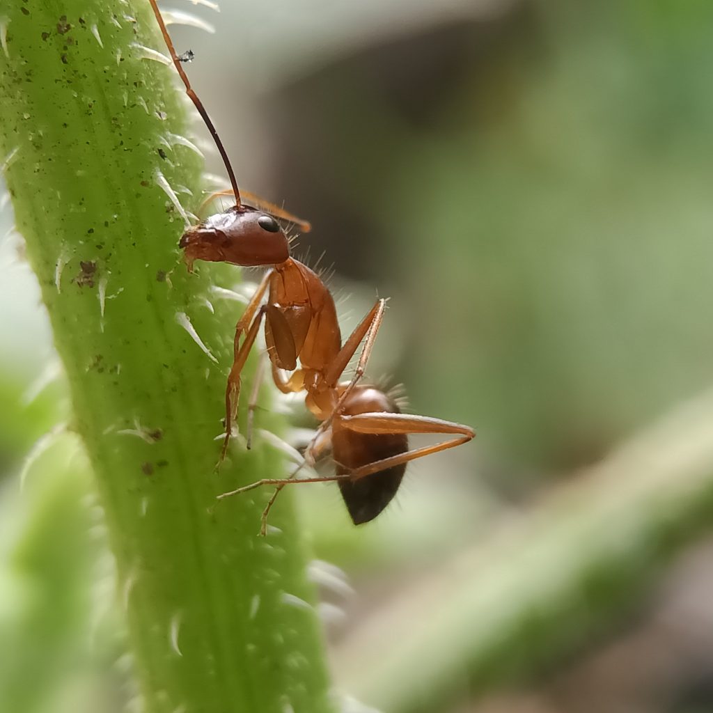 An ant on plant stem - PixaHive