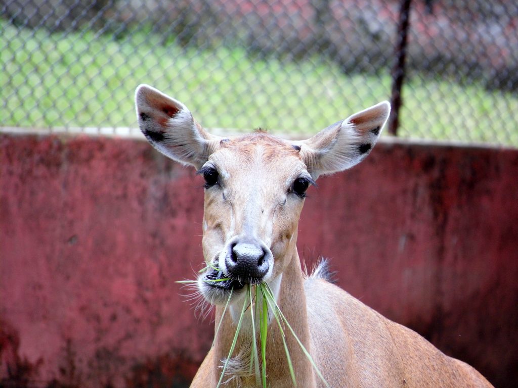 An antelope in a zoo - PixaHive
