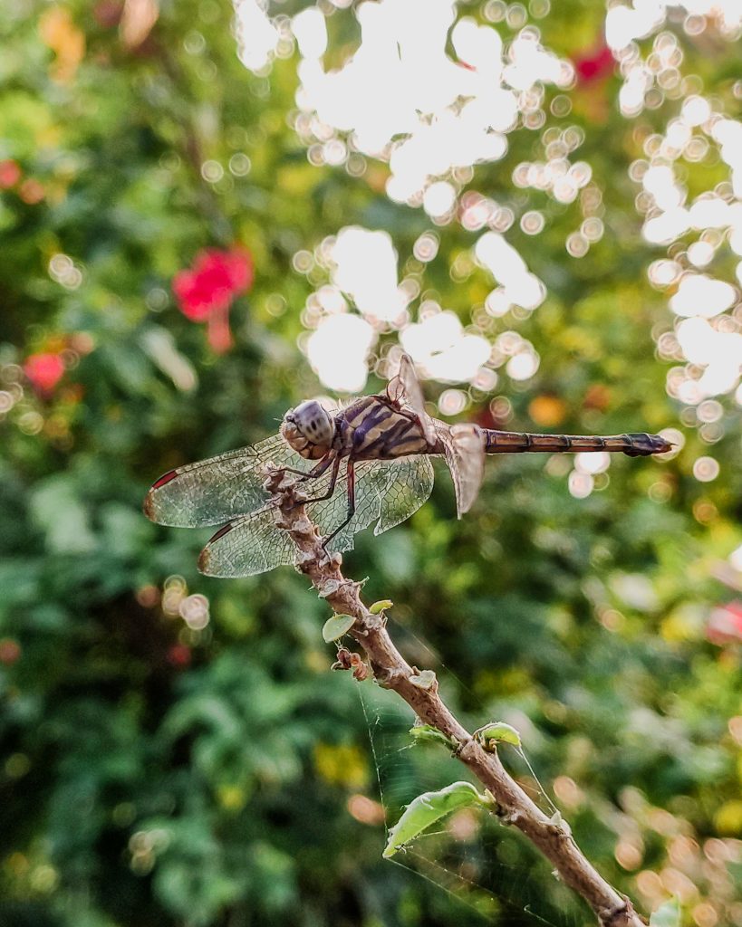 An old dragonfly - PixaHive