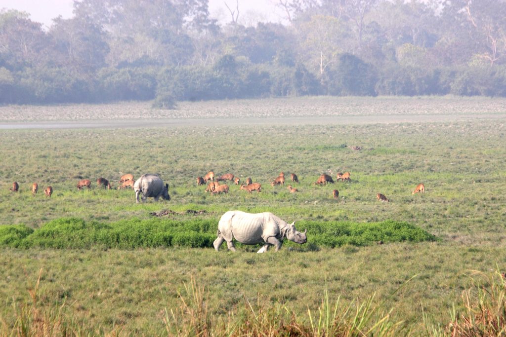 Animals at nature reserve - PixaHive