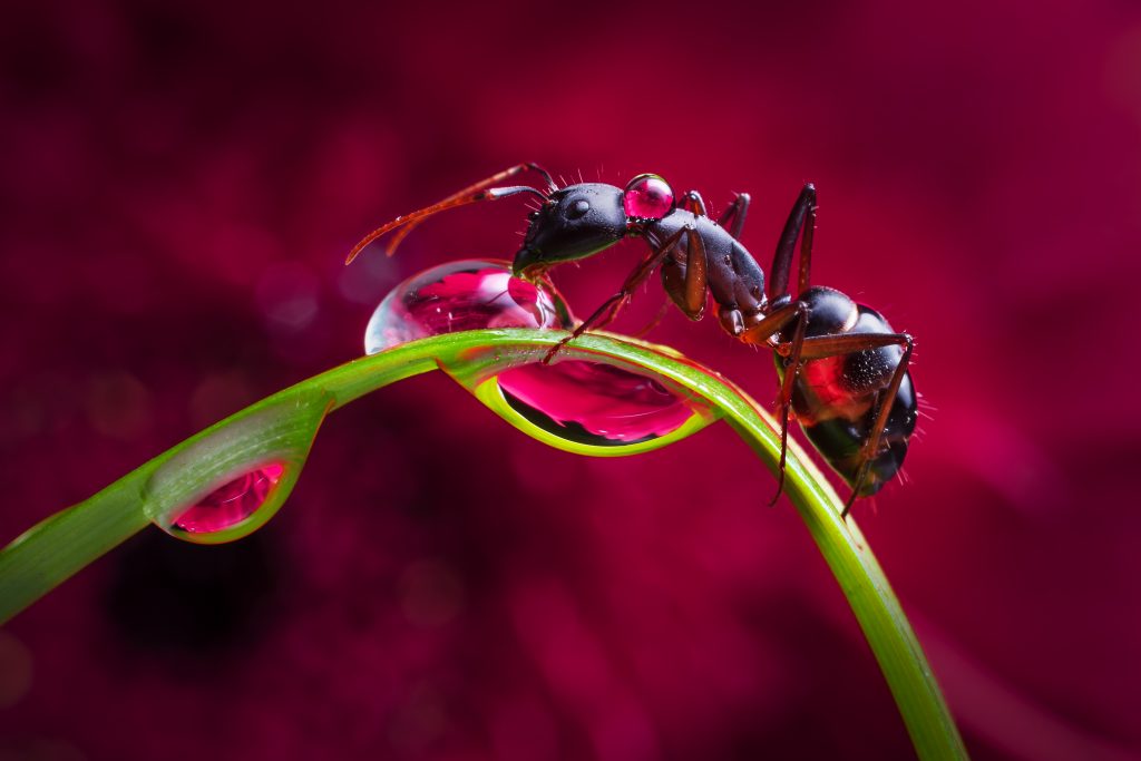 Ant on the bridge - PixaHive