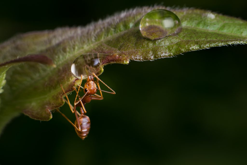 Ant sipping on a dew drop - PixaHive