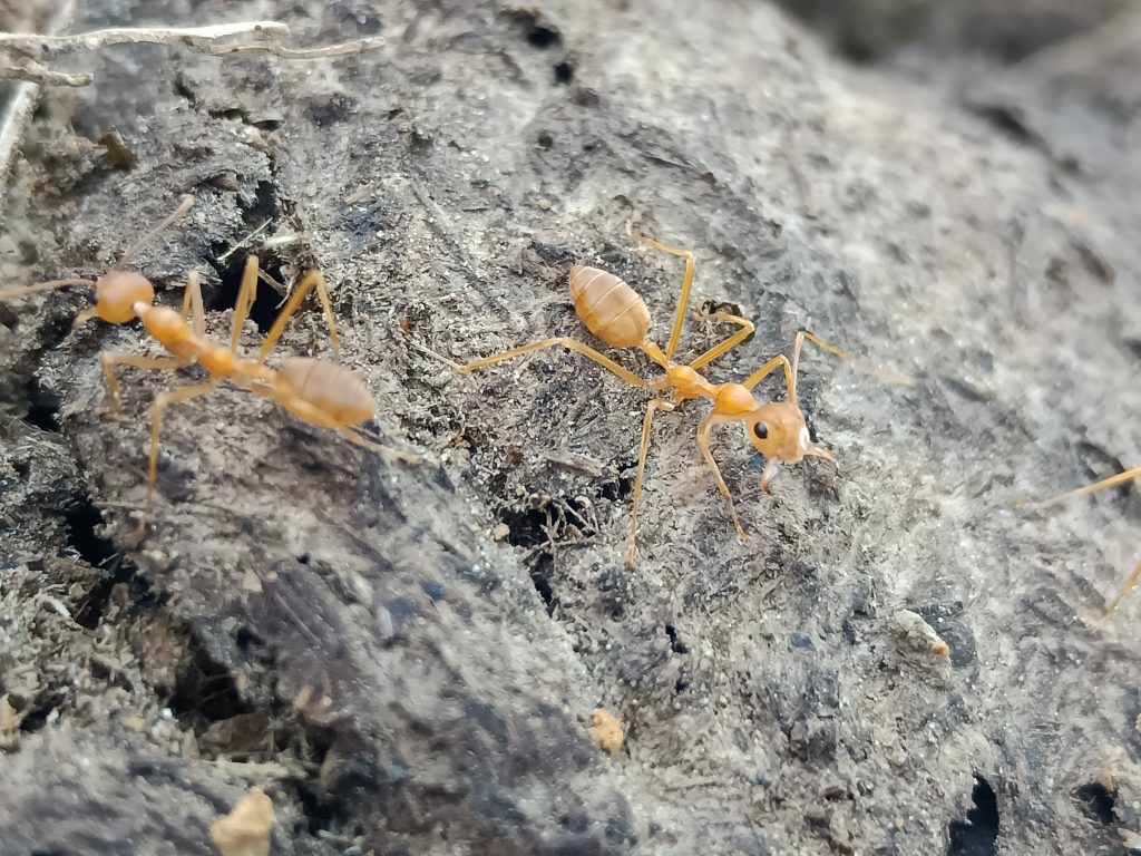 Ants at a rock - PixaHive