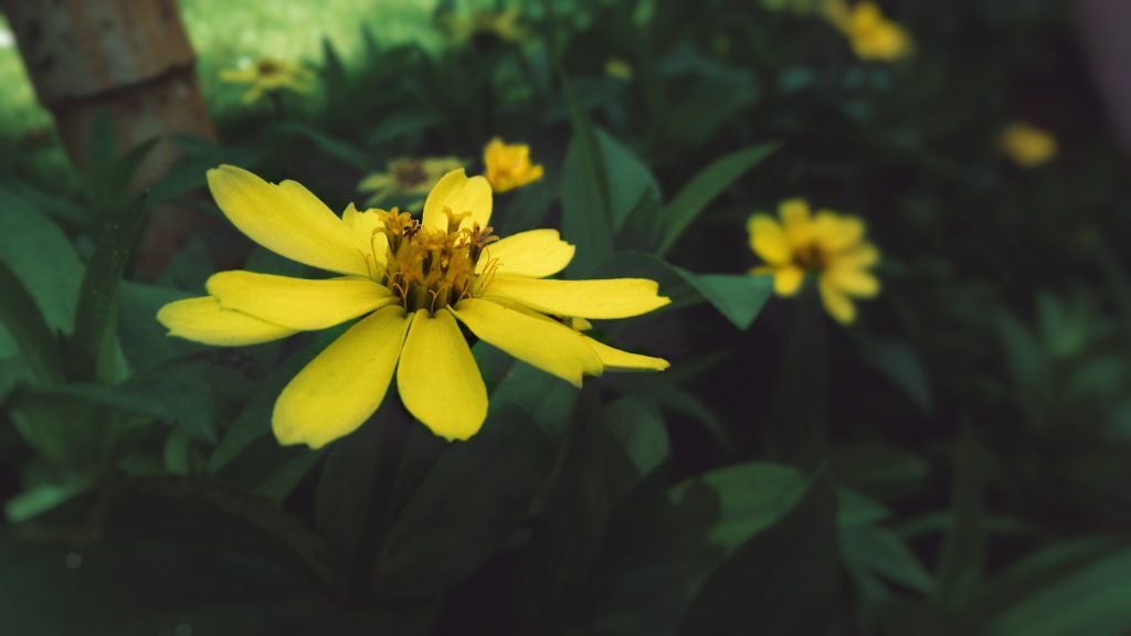 Aspilia Flower - PixaHive